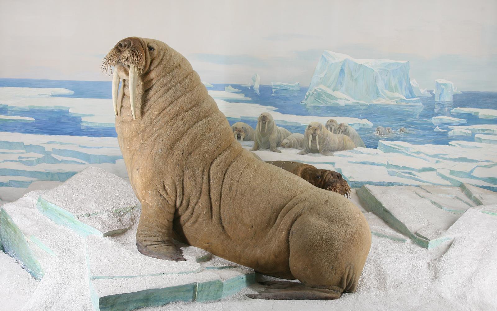 Animals of the North | Natural History Museum of Bern