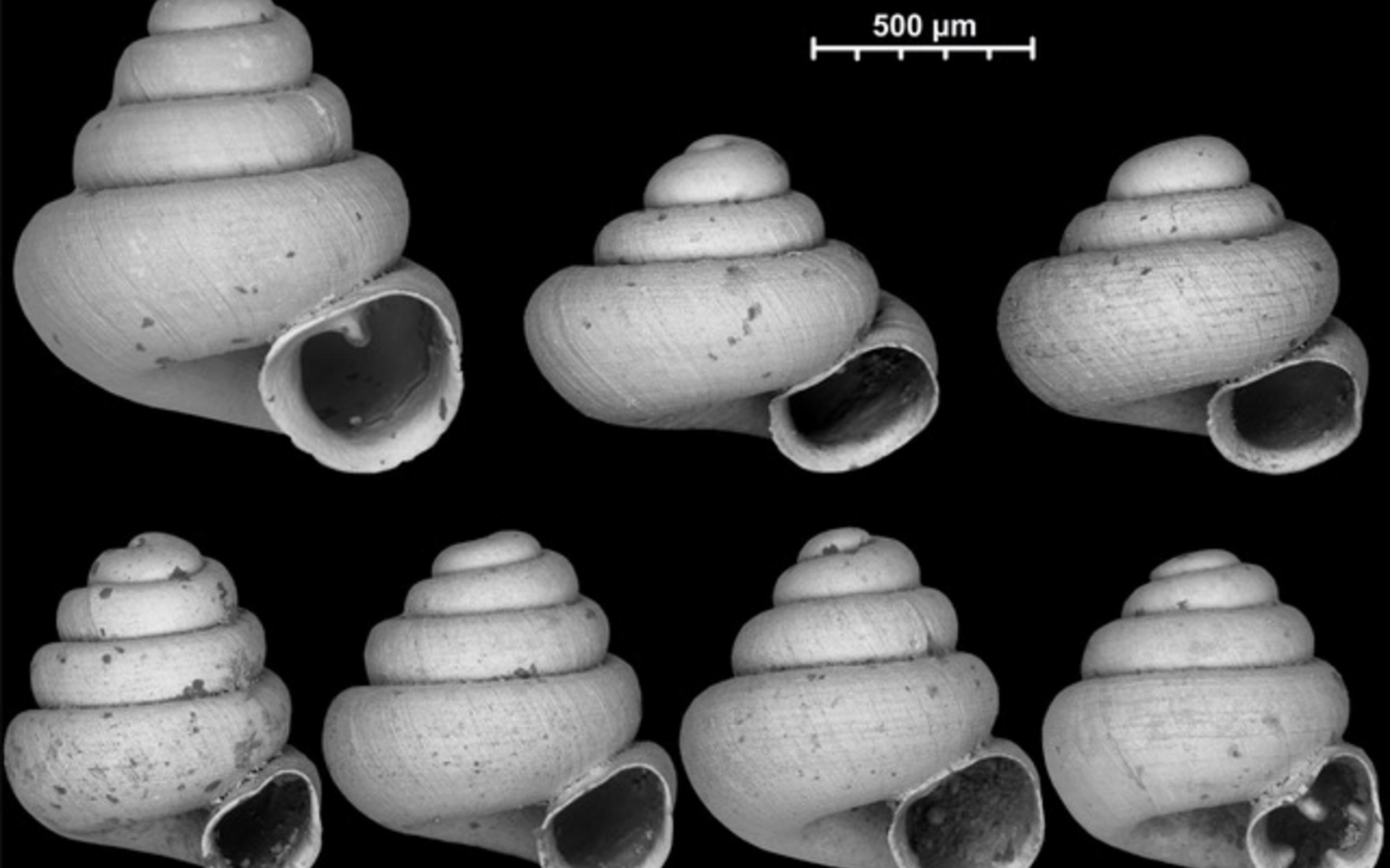 Tiny Diversity: New Species of Microsnails Discovered | Natural History ...