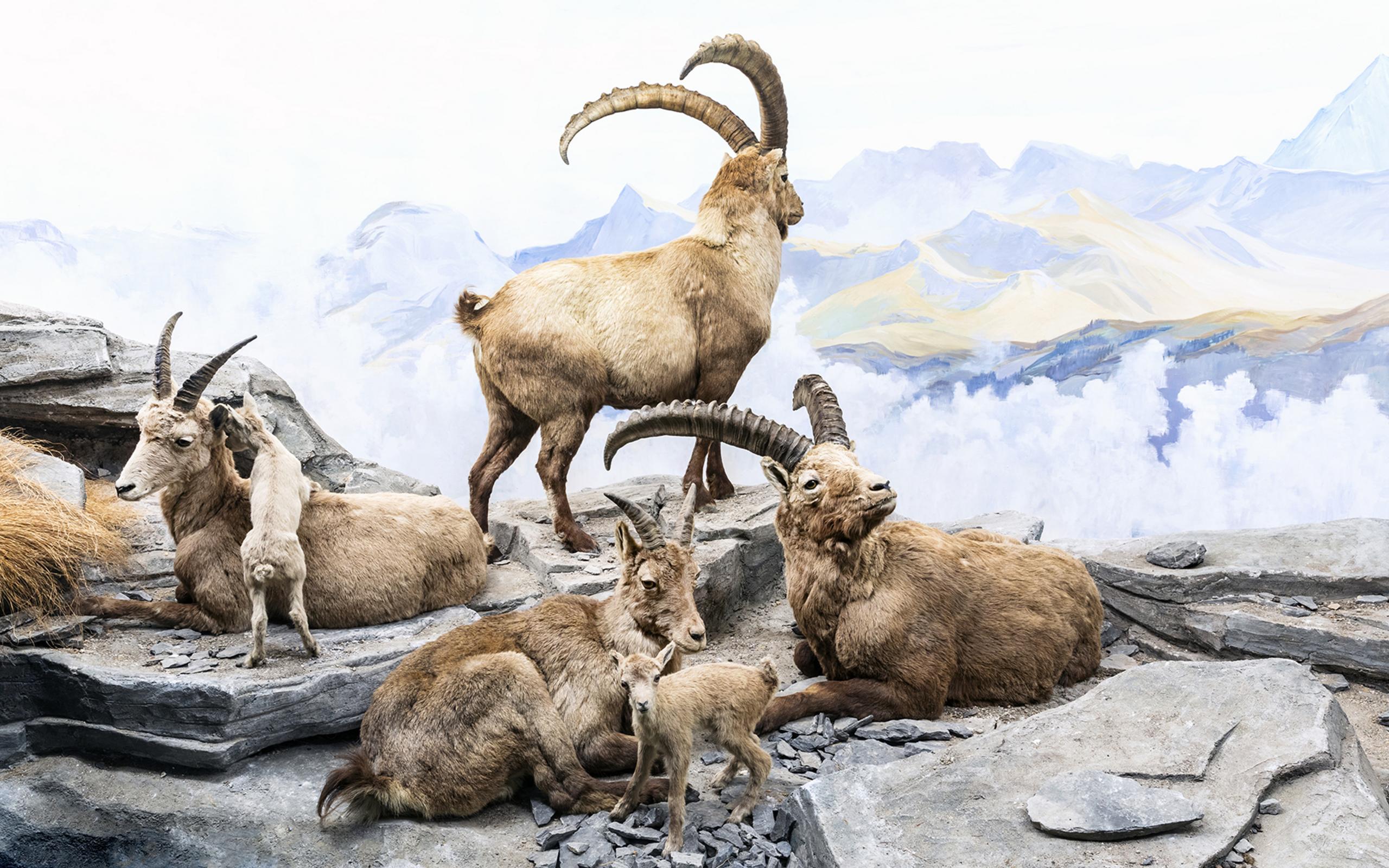 Naturhistorisches Museum Bern