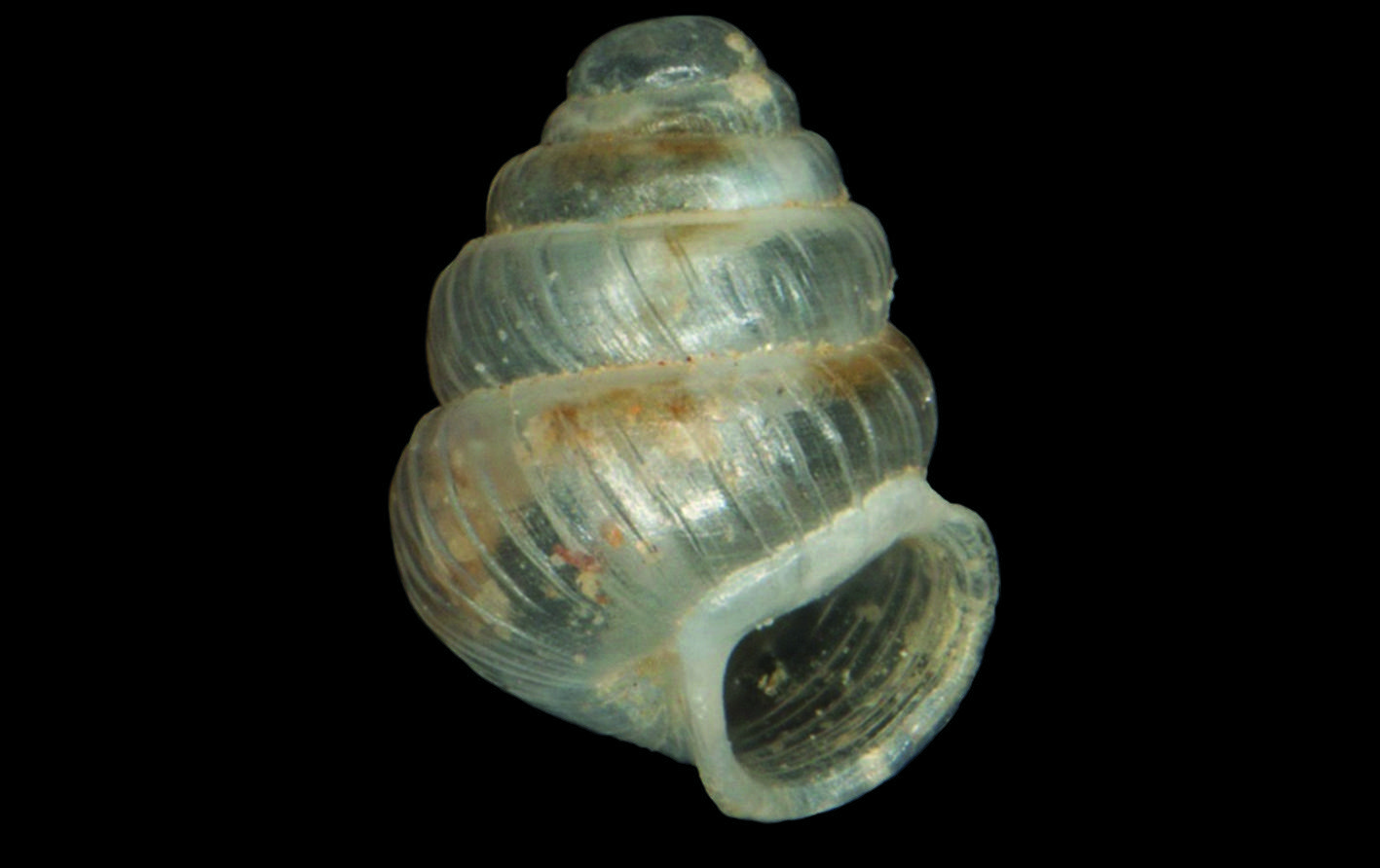 Cave snail with spiny teeth discovered | Natural History Museum of Bern