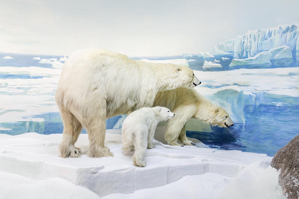 Animals of the North | Natural History Museum of Bern